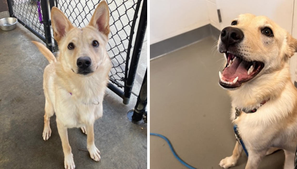 Pet of the Week: Willy Is All Wiggles, Smarts & Sock Paws – He Said Dallas