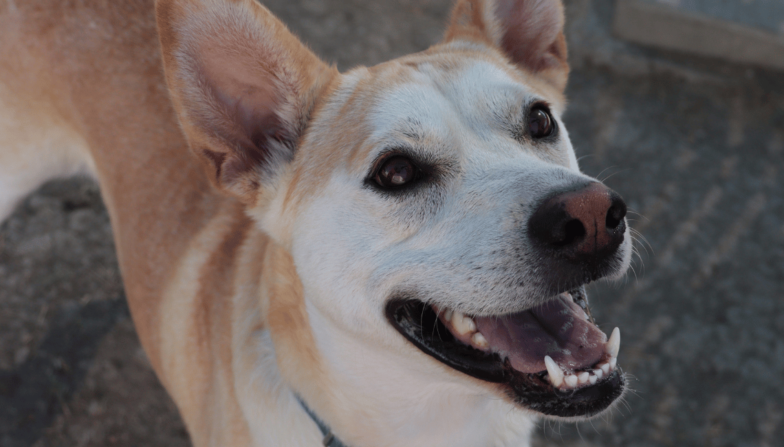 SPCA Pet of the Week: Sally Is Sunshine Wrapped In Fur – He Said Dallas